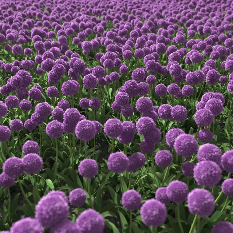 Garlic Flower (v1) – VIZPLANTS