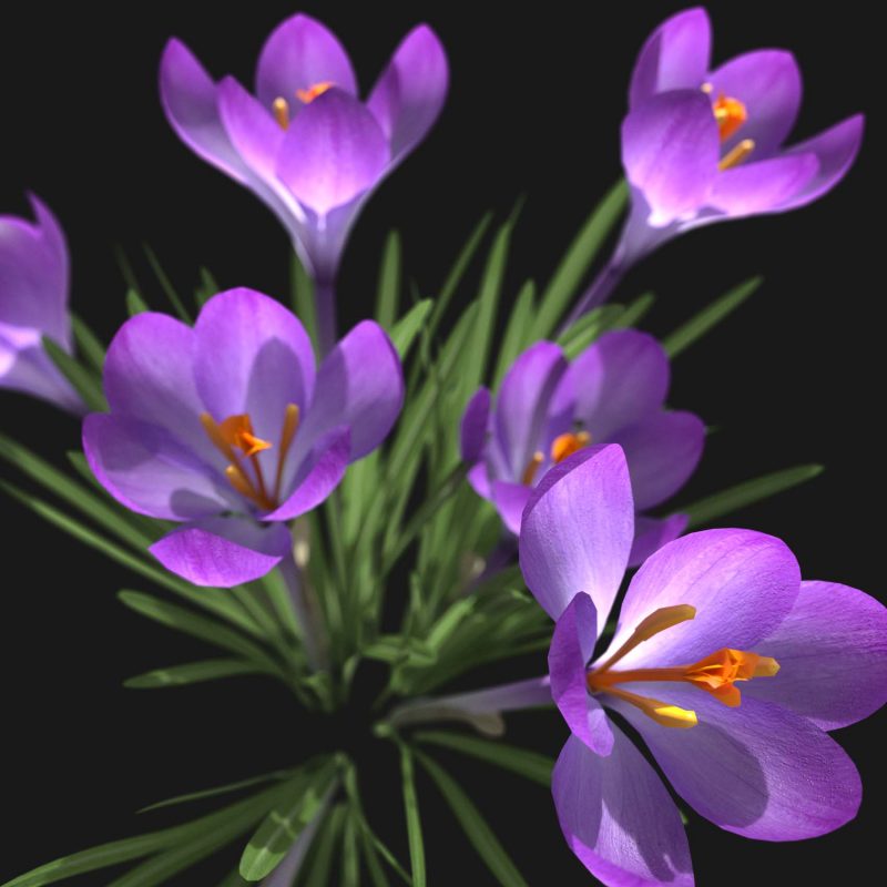 Crocus Flower (v5) – VIZPLANTS