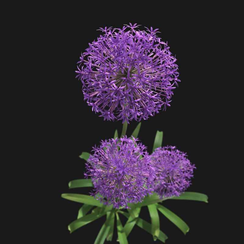 Garlic Flower (v10) – VIZPLANTS