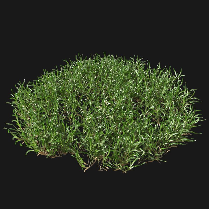 Cut Bermuda Grass (v2) – VIZPLANTS