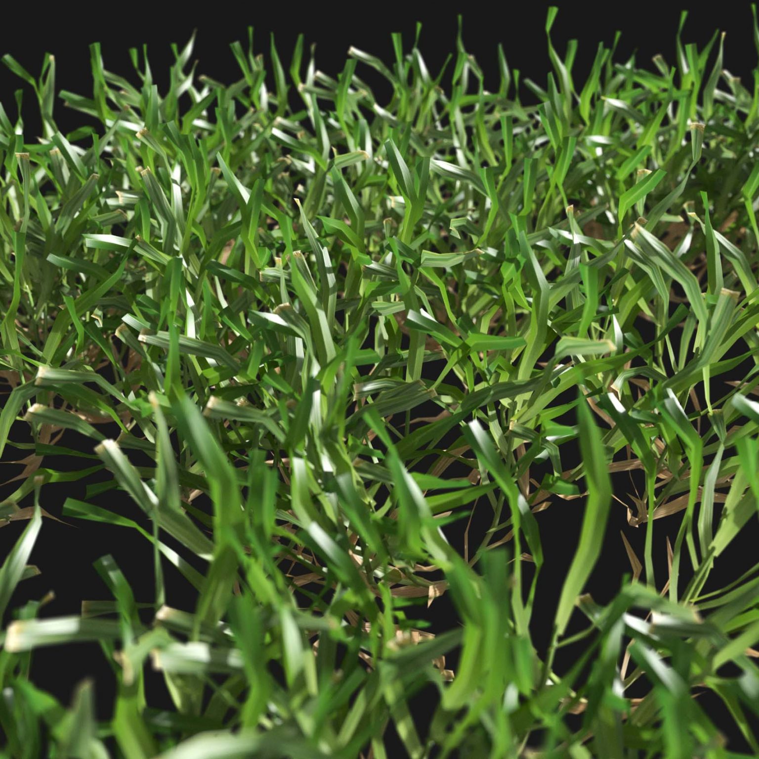 Cut Bermuda Grass (v2) – VIZPLANTS