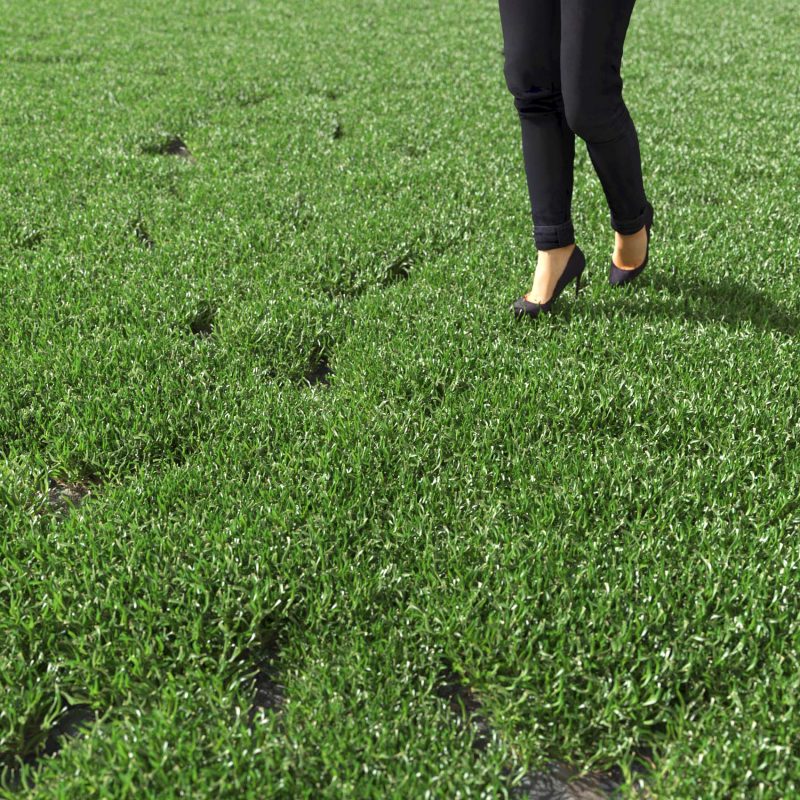 Cut Bermuda Grass (v4) – VIZPLANTS