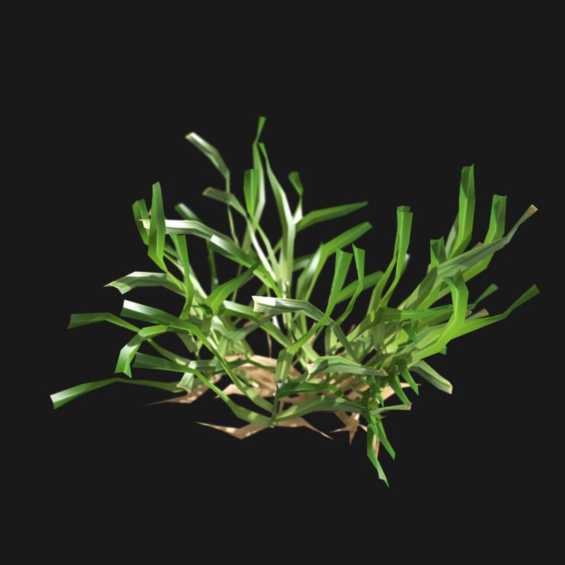 Cut Bermuda Grass (v8) – VIZPLANTS