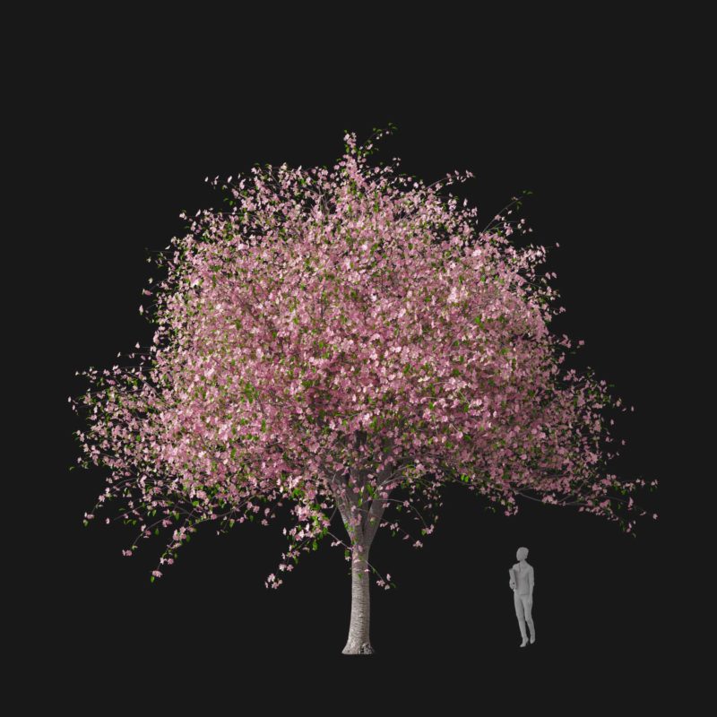 Cherry Blossom (v7) – VIZPLANTS