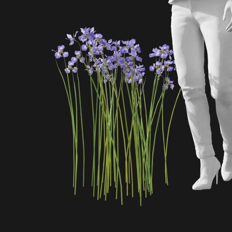 Iris Flower (v8) – VIZPLANTS