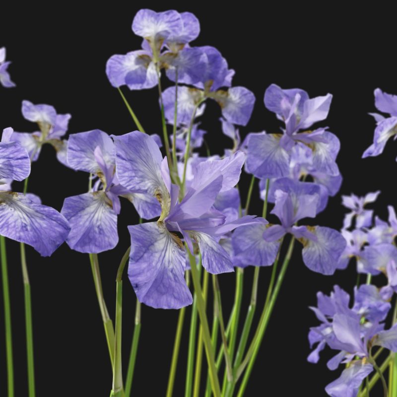 Iris Flower (v8) – VIZPLANTS