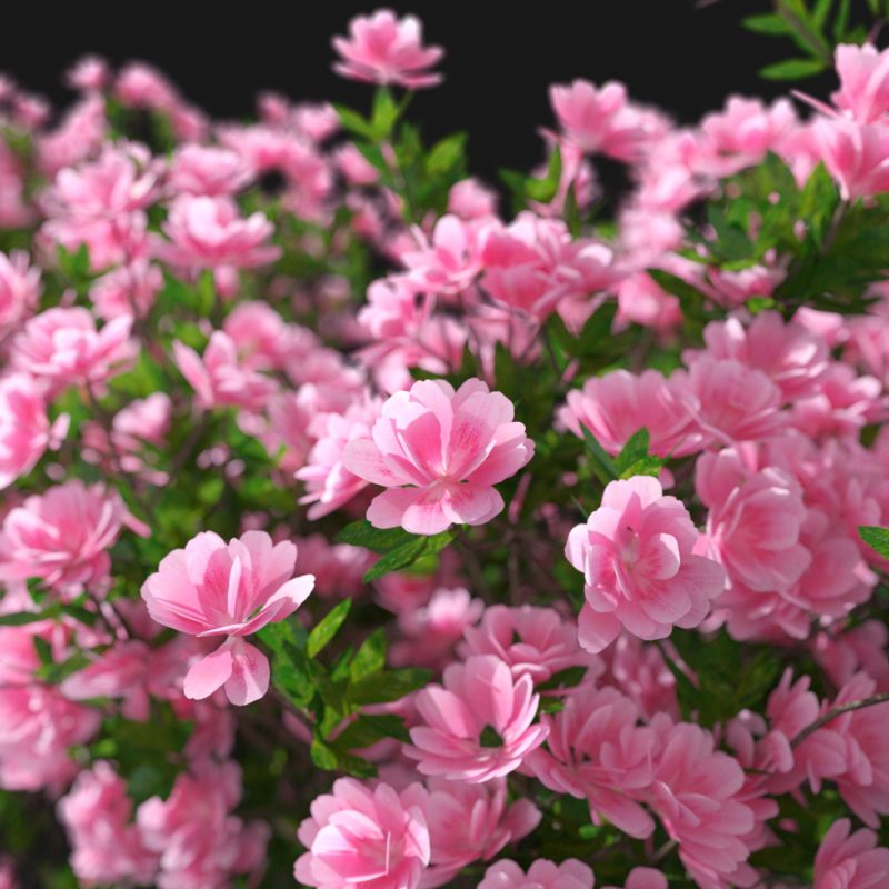 Azalea (v6) – VIZPLANTS