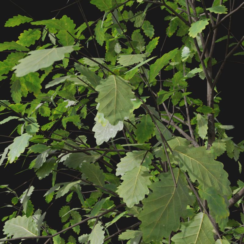 Oak (v2) – VIZPLANTS