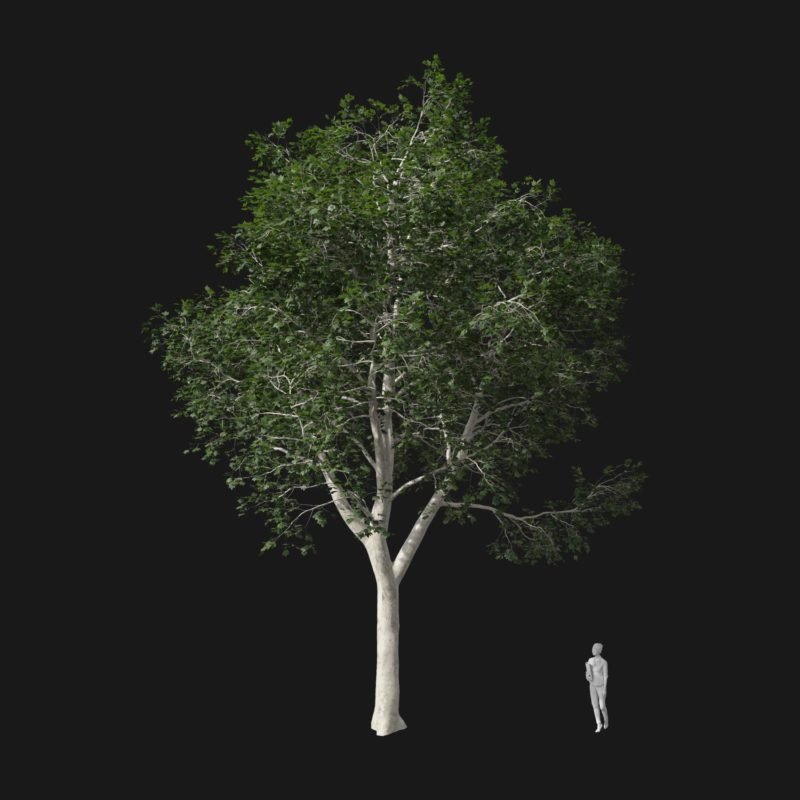 Plane Tree (v10) – VIZPLANTS