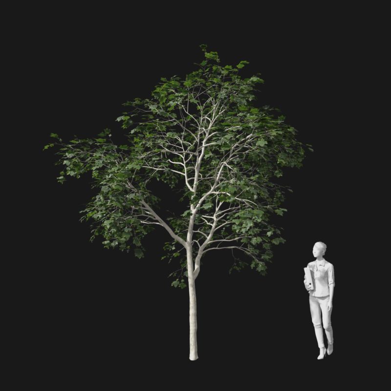 Plane Tree (v3) – VIZPLANTS