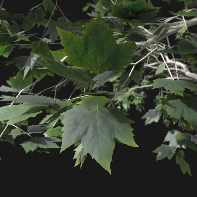 Plane Tree (v8) – VIZPLANTS