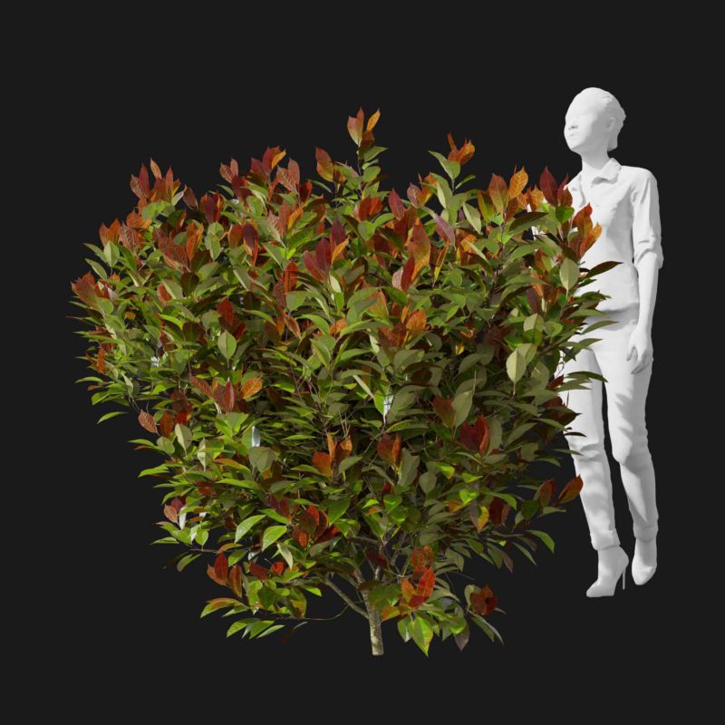 Red Robin (v1) – VIZPLANTS