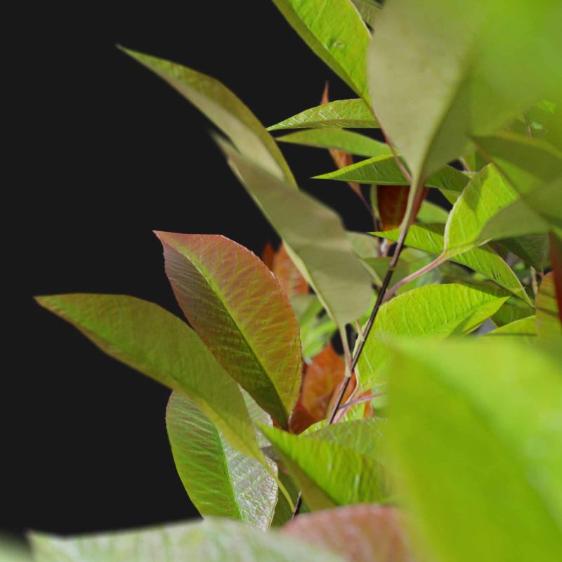 Red Robin (v3) – VIZPLANTS