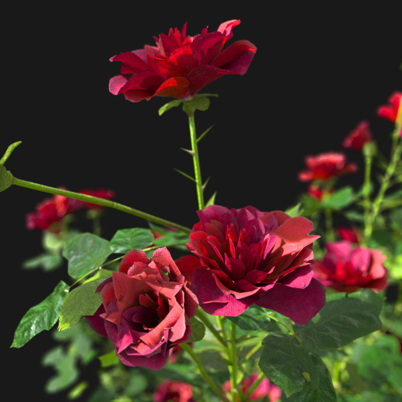 Roses (v8) – VIZPLANTS