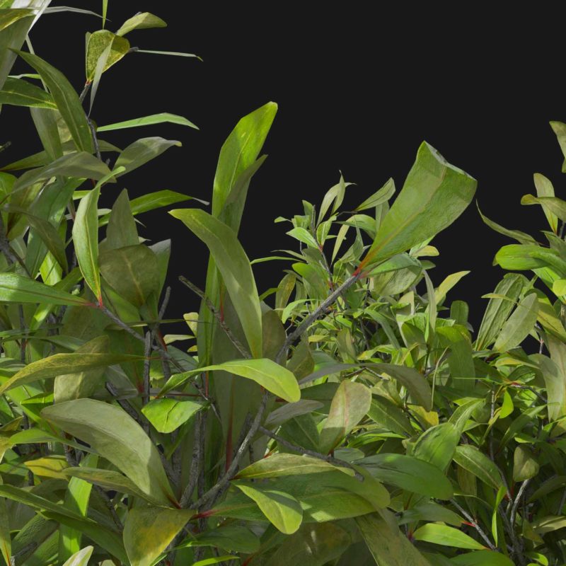 Japanese Skimmia (v1) – VIZPLANTS