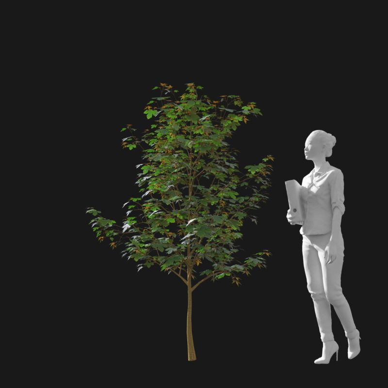 Sycamore Maple (v2) – VIZPLANTS