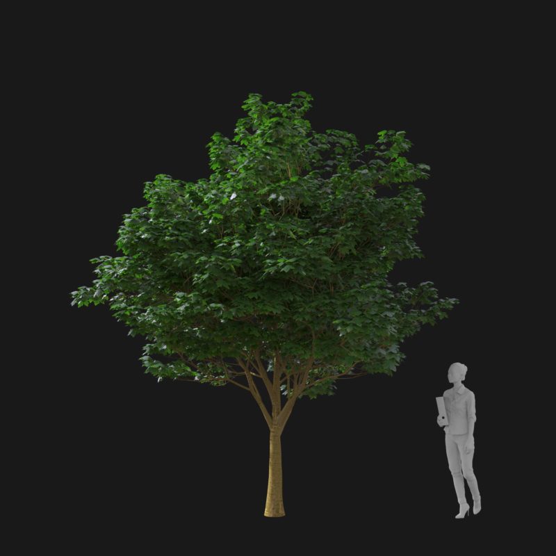 Sycamore Maple (v3) – VIZPLANTS