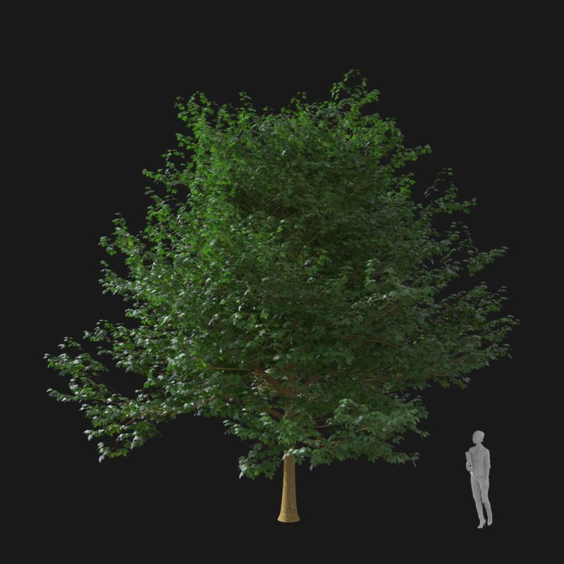 Sycamore Maple (v5) – VIZPLANTS