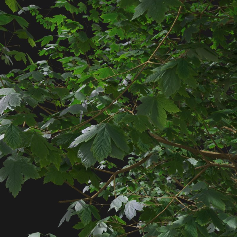 Sycamore Maple (v5) – VIZPLANTS