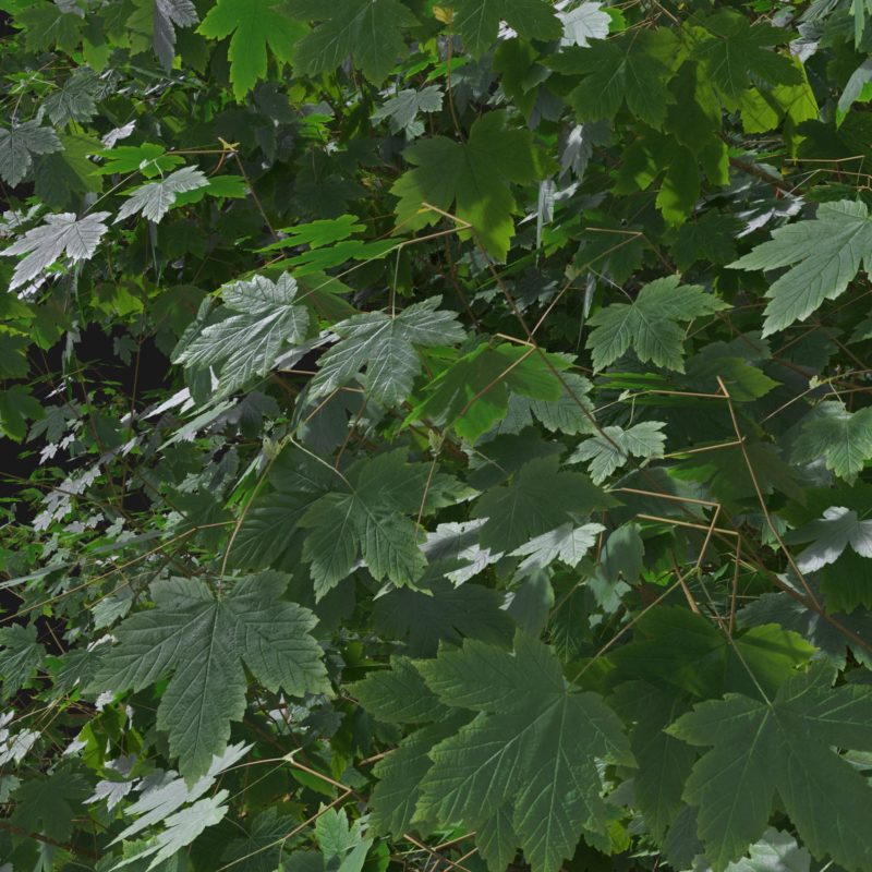 Sycamore Maple (v7) – VIZPLANTS