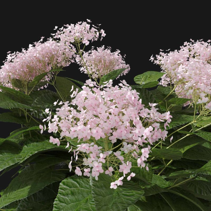 Wild Hydrangea (v8) – VIZPLANTS