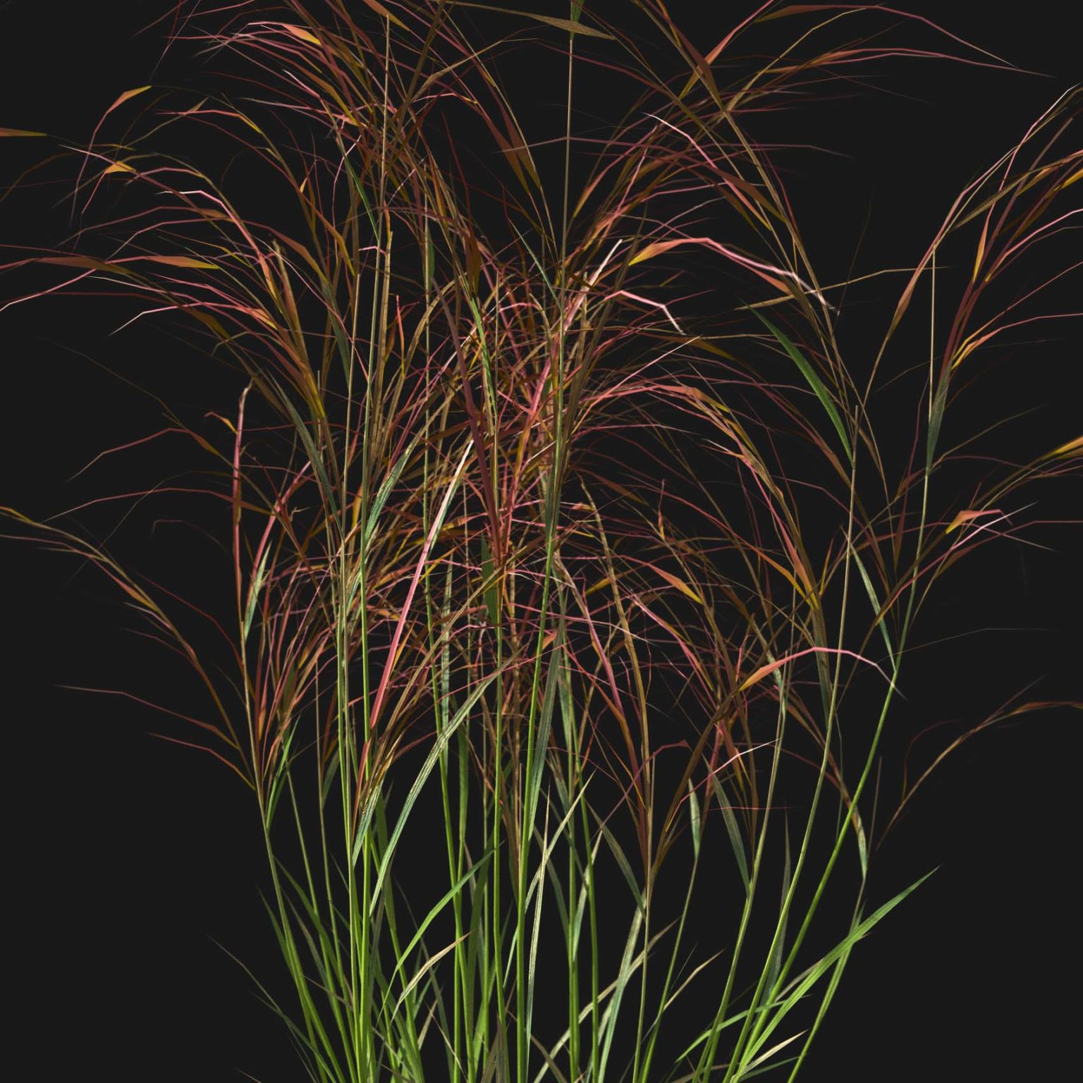 Purple Three-Awn (v3) – VIZPLANTS