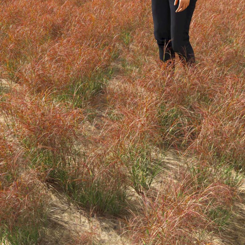 Purple Three-Awn (v5) – VIZPLANTS