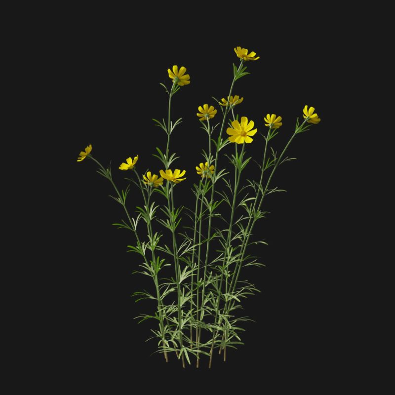 Stiff Tickseed (v1) – VIZPLANTS