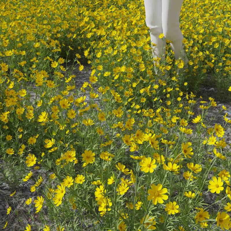 Stiff Tickseed (v1) – VIZPLANTS