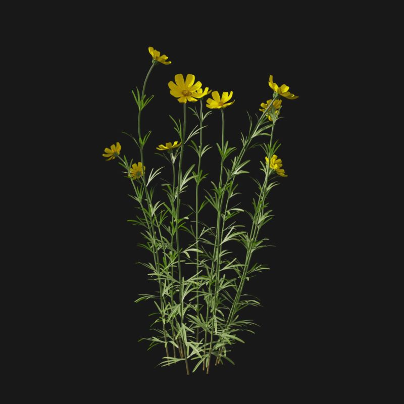 Stiff Tickseed (v2) – VIZPLANTS