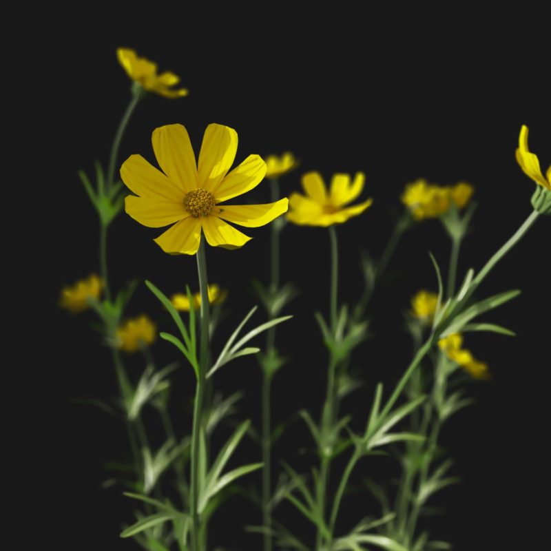 Stiff Tickseed (v2) – VIZPLANTS