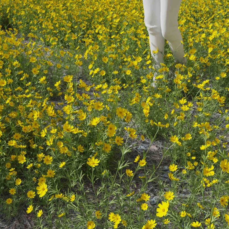 Stiff Tickseed (v2) – VIZPLANTS