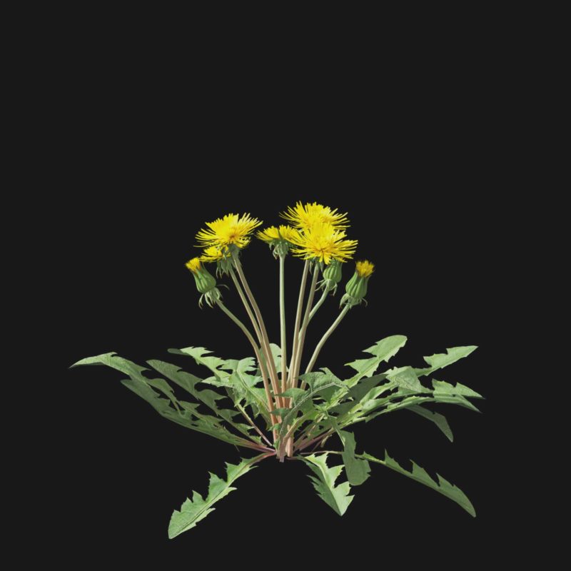 Dandelion (v2) – VIZPLANTS