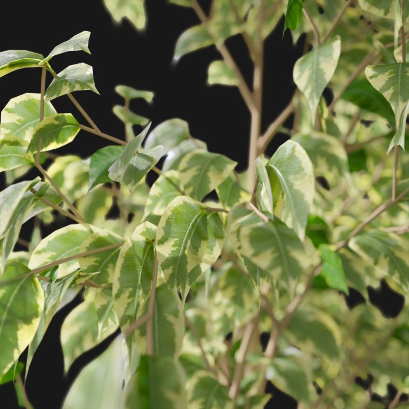 Ficus Tree (v1) – VIZPLANTS