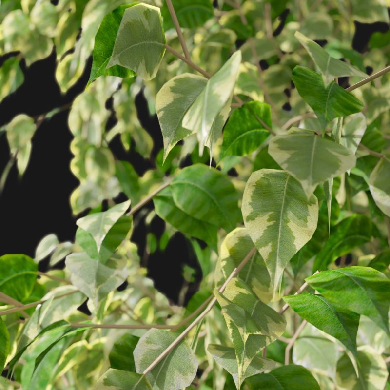 Ficus Tree (v2) – VIZPLANTS