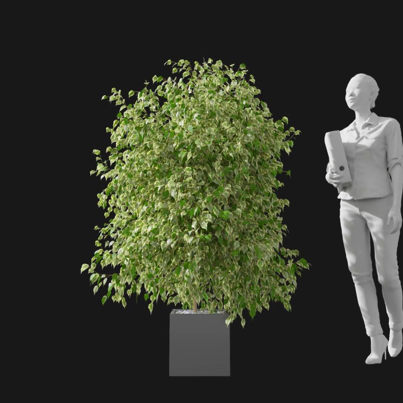 Ficus Tree (v4) – VIZPLANTS