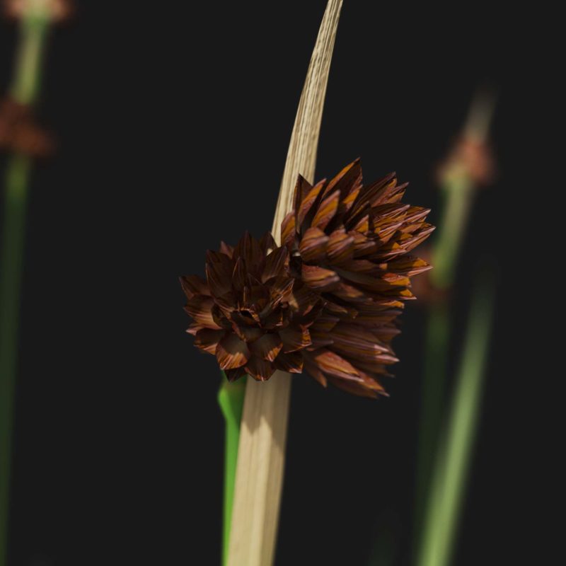 Swordleaf Rush (v1) – VIZPLANTS