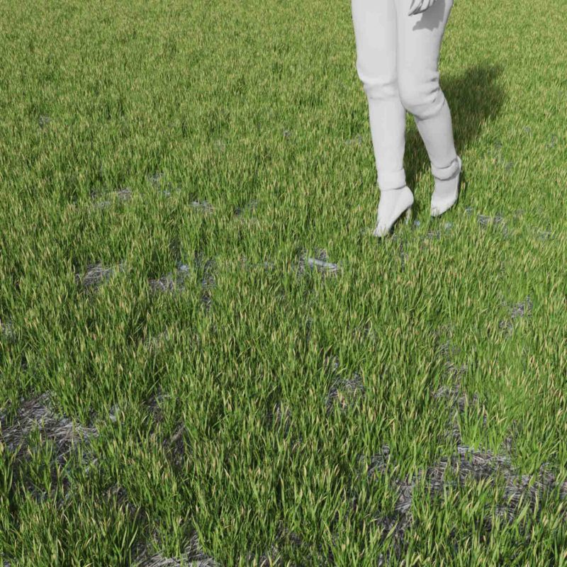 Swordleaf Rush (v3) – VIZPLANTS