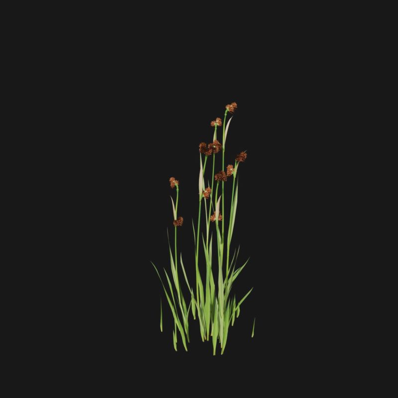 Swordleaf Rush (v4) – VIZPLANTS