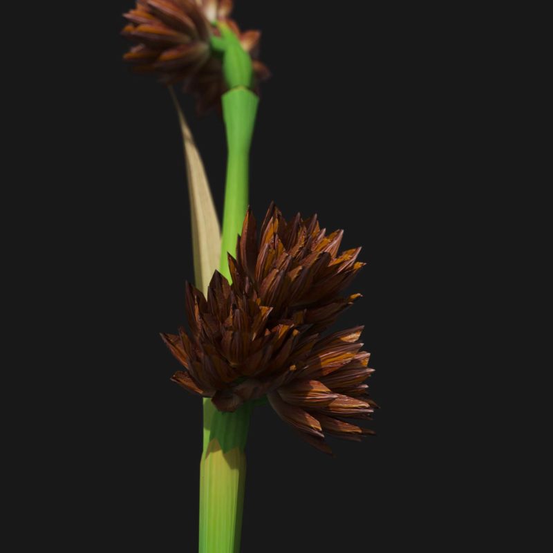 Swordleaf Rush (v4) – VIZPLANTS