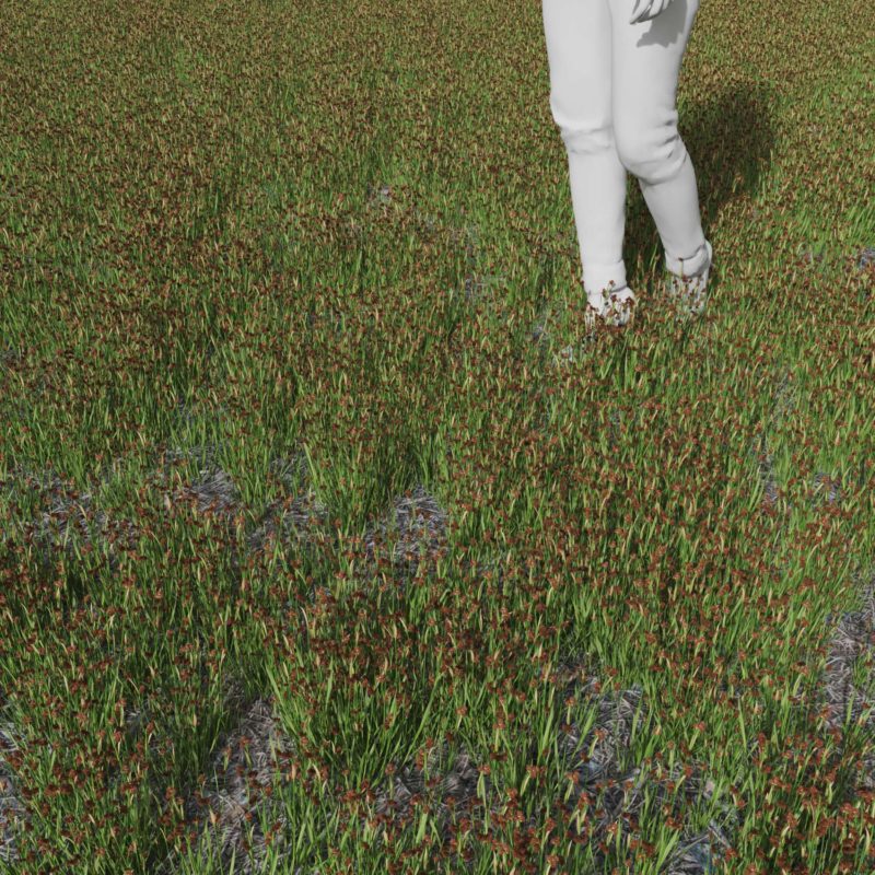 Swordleaf Rush (v4) – VIZPLANTS