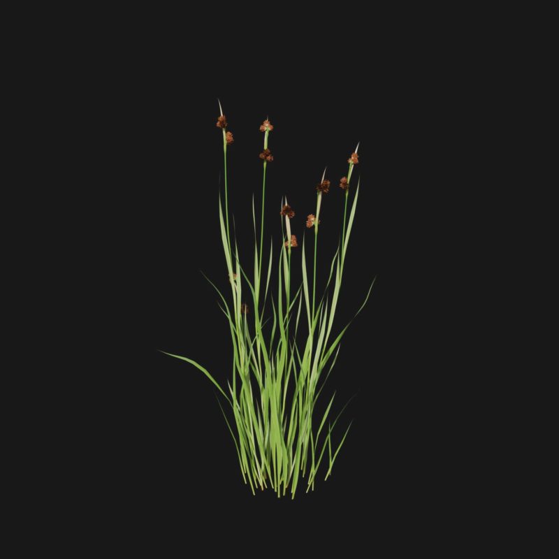 Swordleaf Rush (v5) – VIZPLANTS