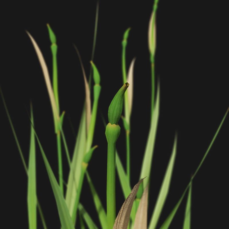 Swordleaf Rush (v5) – VIZPLANTS