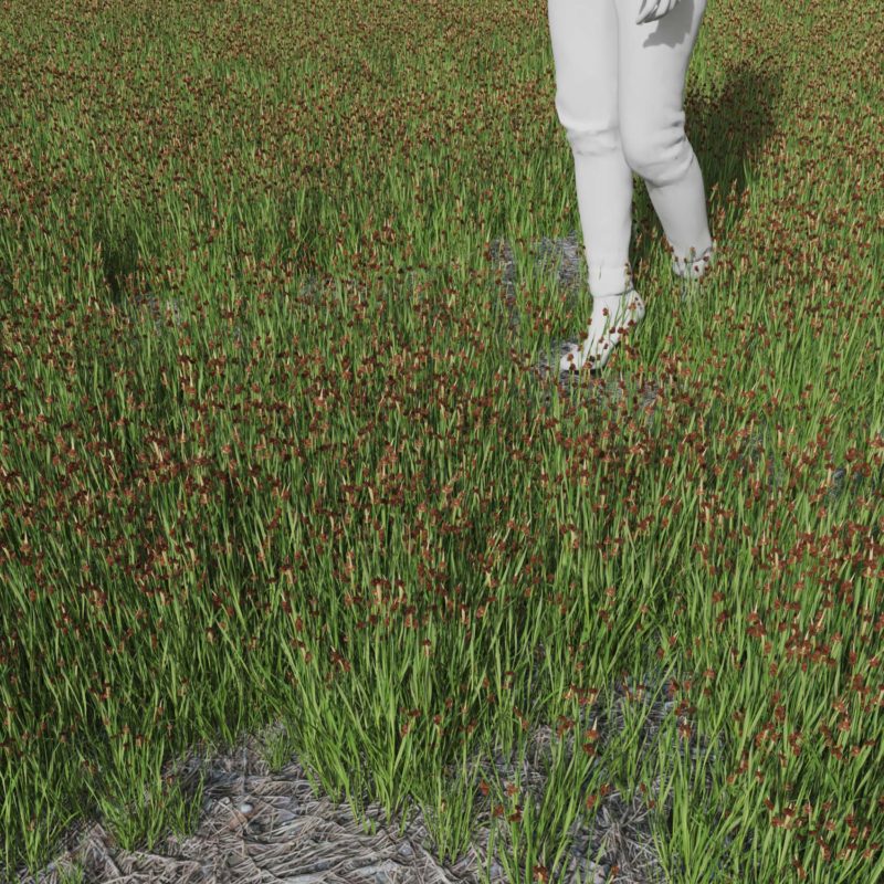 Swordleaf Rush (v5) – VIZPLANTS