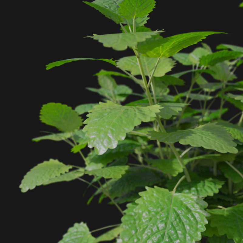 Lemon Balm (v1) – VIZPLANTS