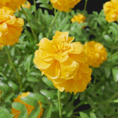 Marigold (v10) – VIZPLANTS