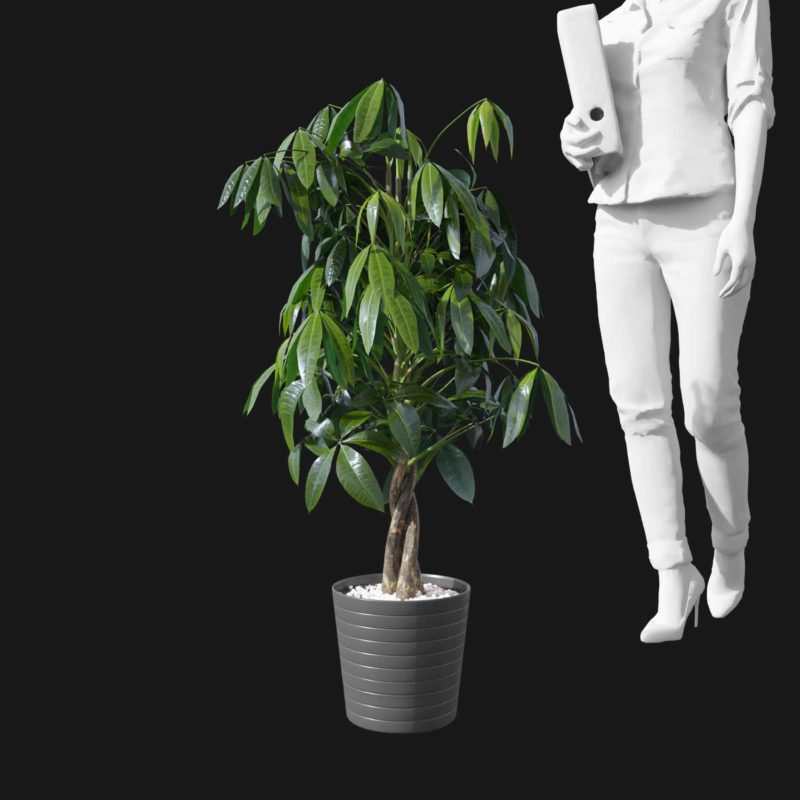 Lucky Chestnut (v1) – VIZPLANTS