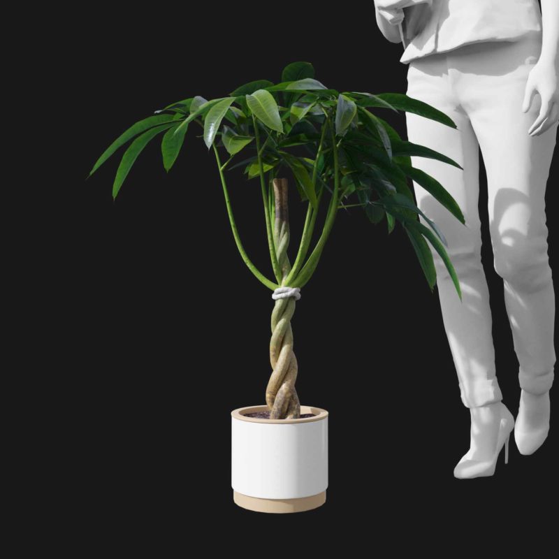 Lucky Chestnut (v2) – VIZPLANTS