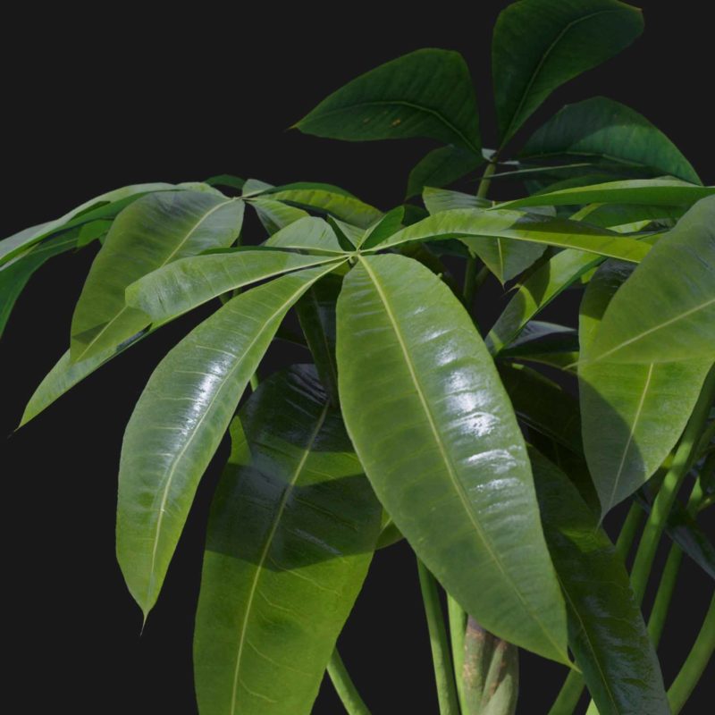 Lucky Chestnut (v2) – VIZPLANTS