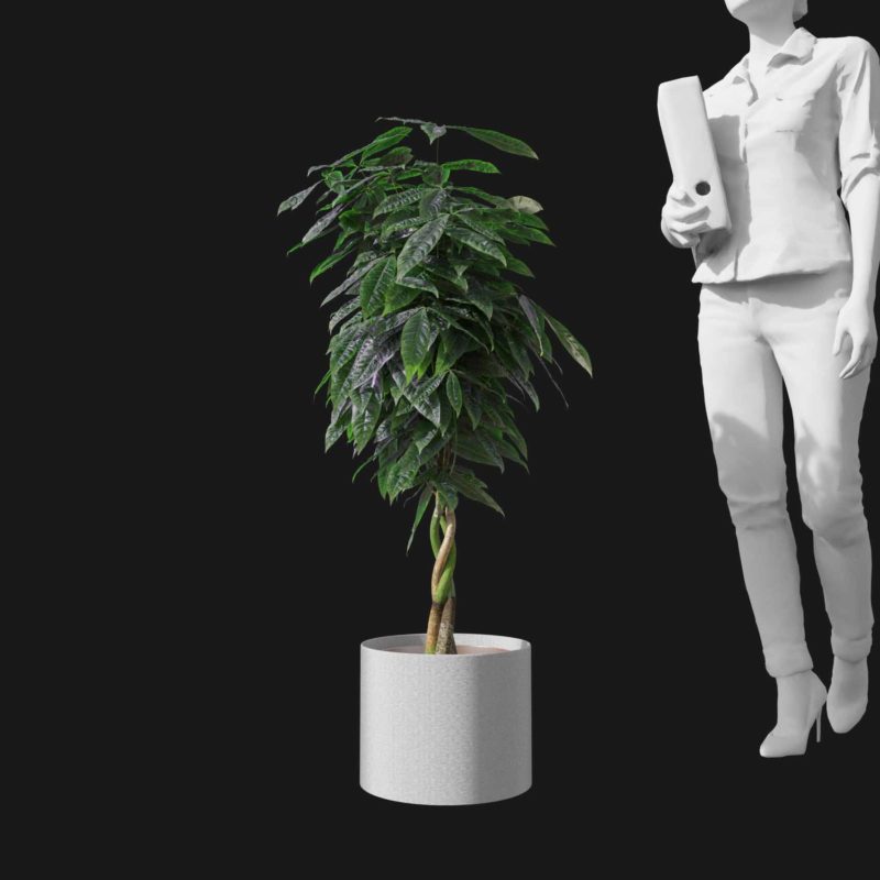 Lucky Chestnut (v3) – VIZPLANTS